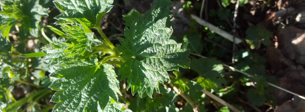 Brennesle, nærmere bestemt stornesle (Urtica dioica) - Oslo og omland ...