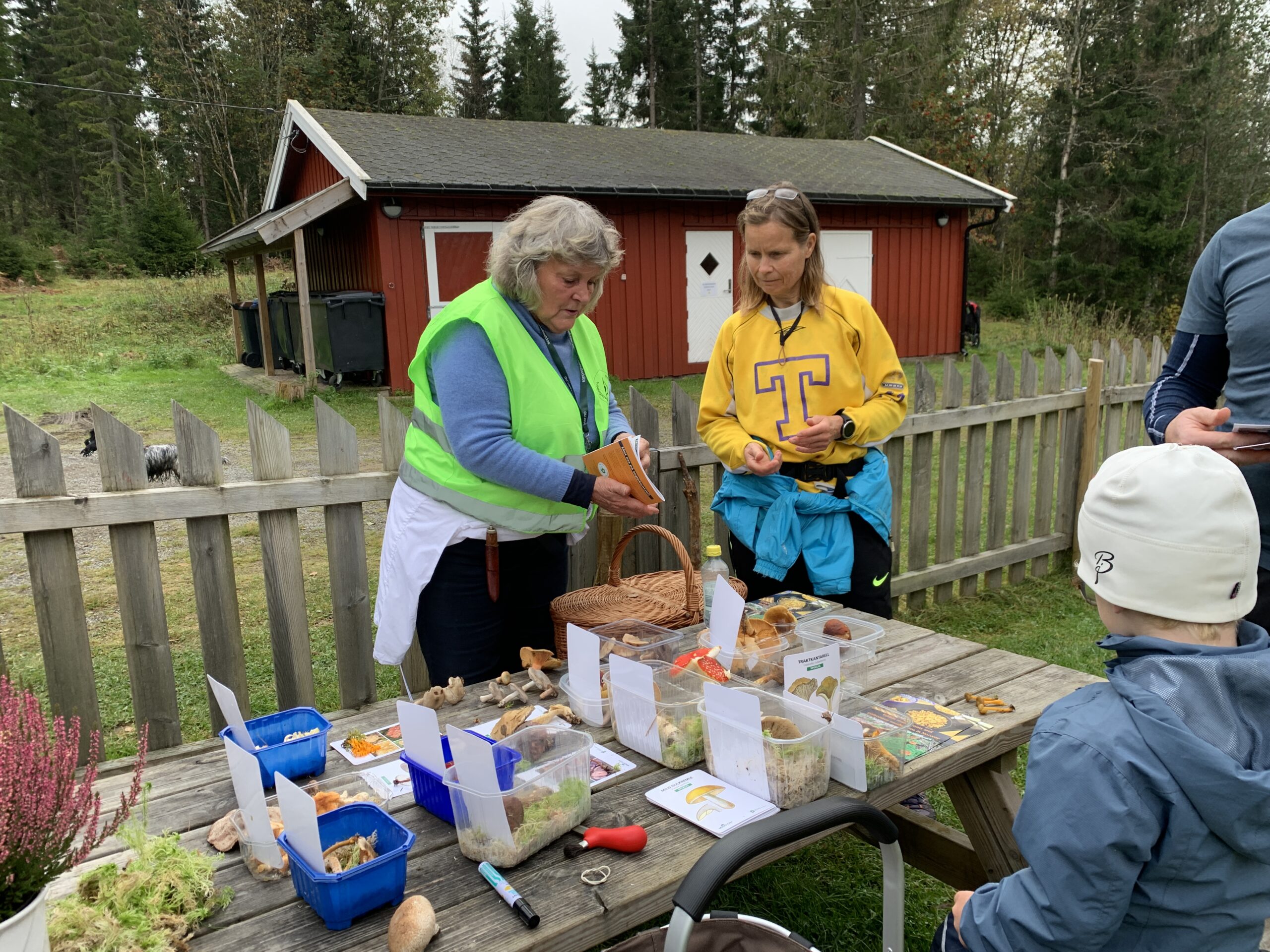 Vandrende soppkontroll fra Vestmarksetra til Furuholmen